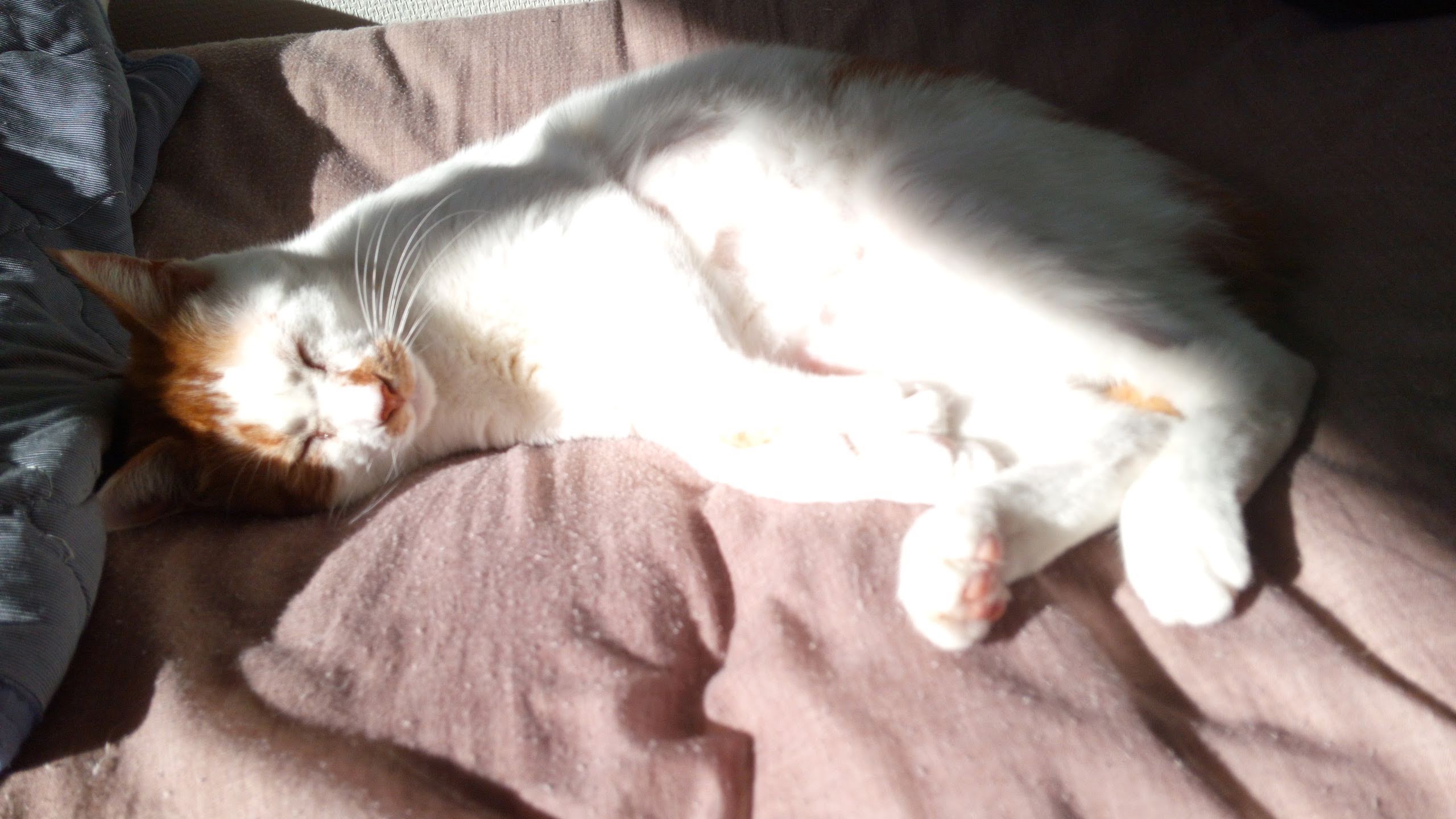 Spring boot + AMQP + RabbitMQ を試す | OISブログ