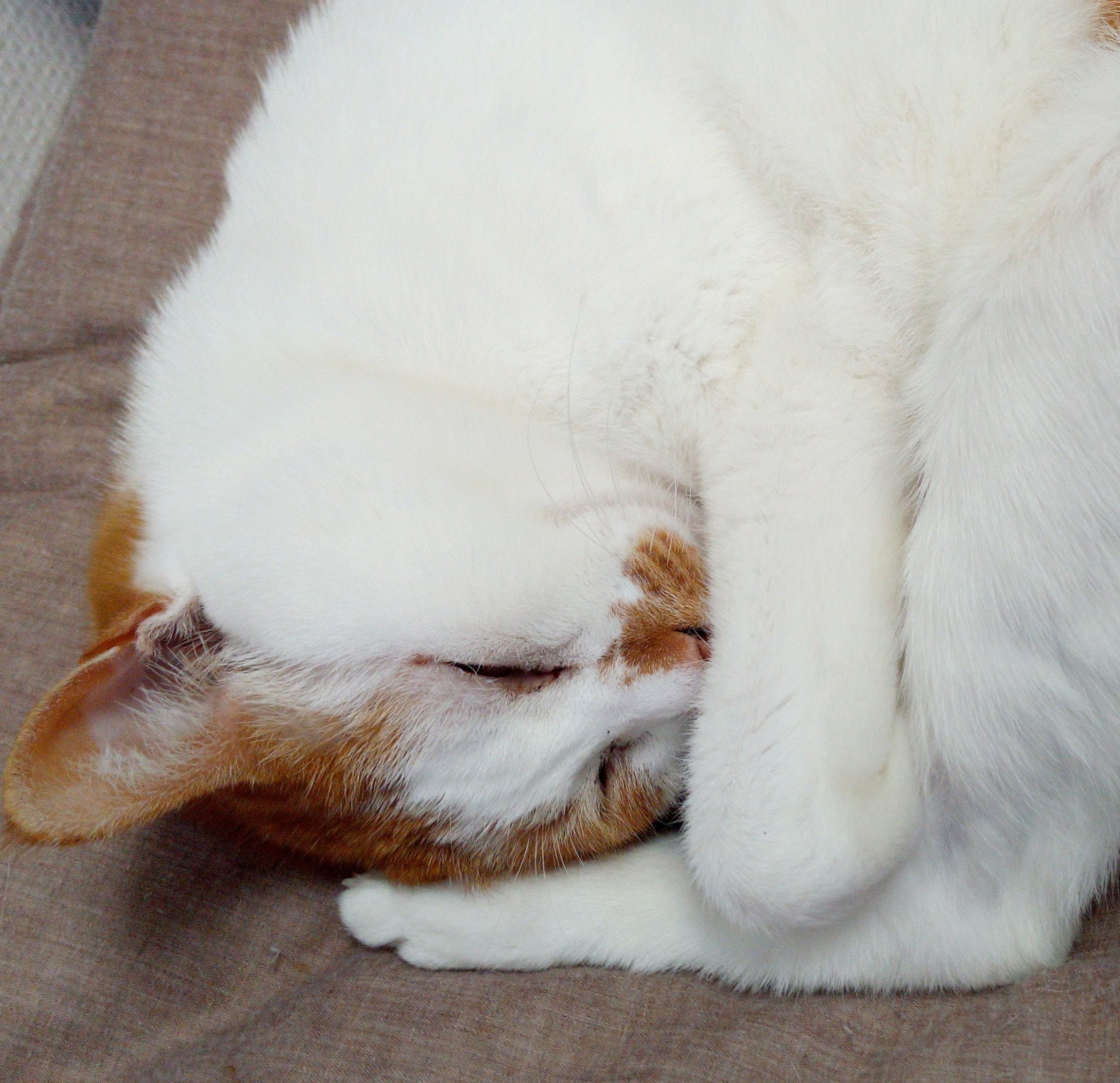 Docker（Windows10版、mysql、redis、dynamodb、minio(S3)、rodolpheche）を試す | OISブログ